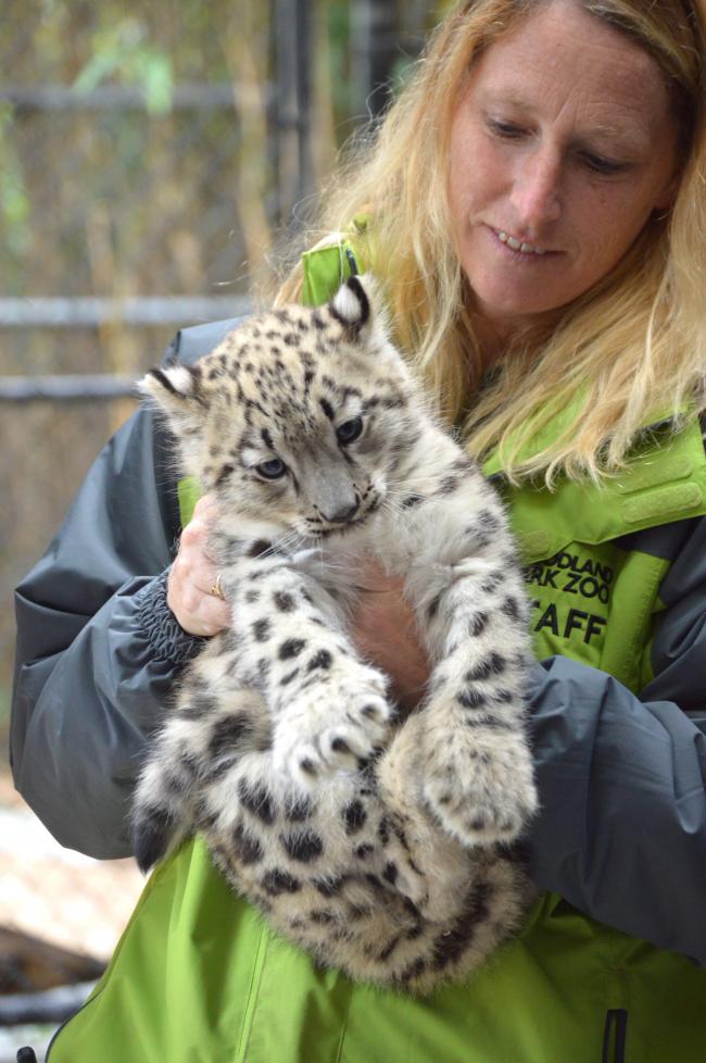 Aibek, the snow leopard cub, makes his first appearance at Woodland ...